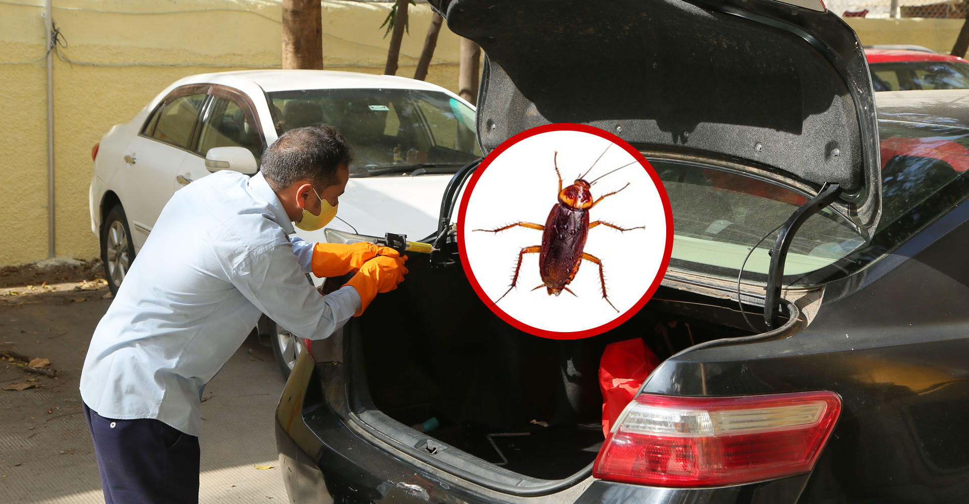 Car Pest Control - get rid of cockroaches in Mumbai, Navi Mumbai