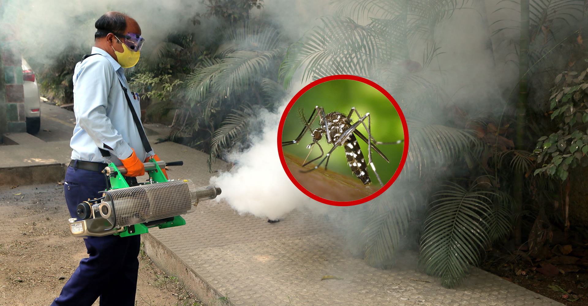 Mosquito Control - Elite Corporation - Mumbai, Navi Mumbai, Thane, Surat